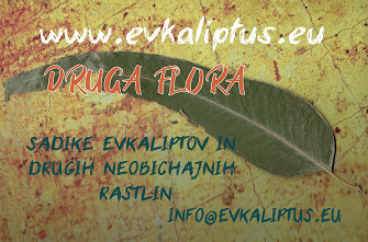 Evkaliptusi vzgojeni v Sloveniji - EVKALIPTUSOV RAJSKI VRT